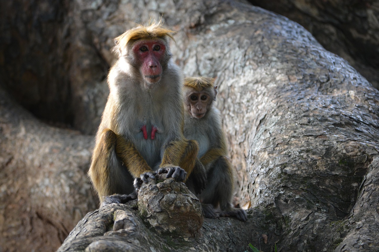 Mono Primate Fauna Silvestre - Foto gratis en Pixabay - Pixabay
