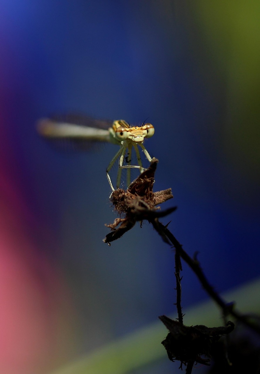 Dragon-Fly The Plant Rest - Free photo on Pixabay - Pixabay