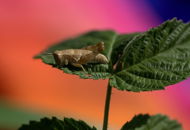 Lacusta A Planta Descanso - Foto gratuita no Pixabay - Pixabay