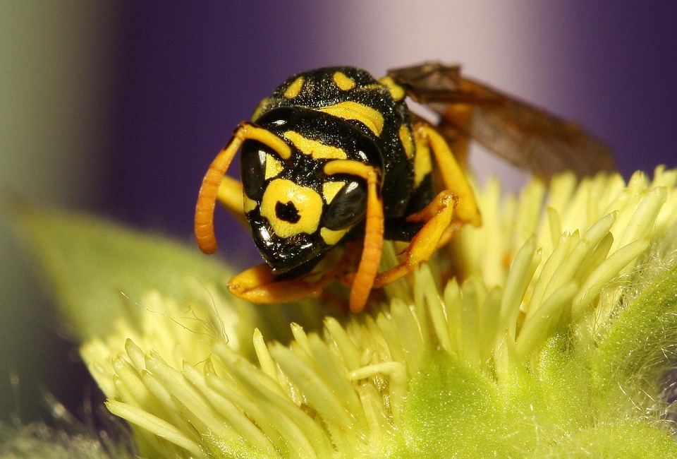 Nature Insecte En Plein Air - Photo gratuite sur Pixabay
