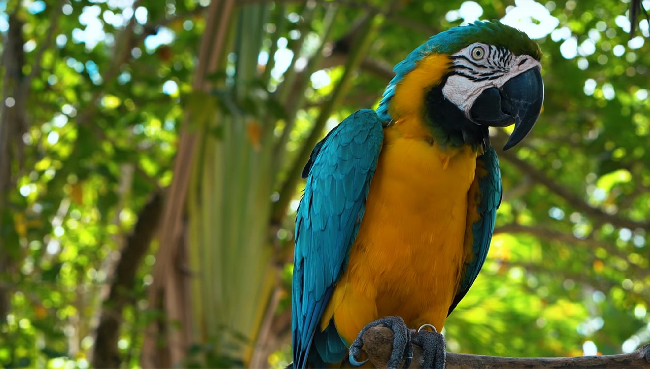 Tropical Fauna Silvestre Pájaro - Foto gratis en Pixabay - Pixabay