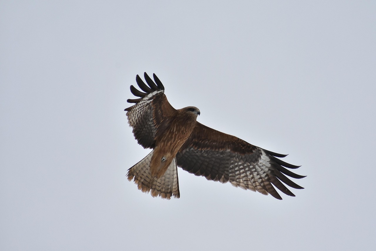 Animal Cielo Pájaro Ave - Foto gratis en Pixabay - Pixabay
