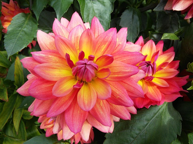 Plante Jardin Fleur La - Photo gratuite sur Pixabay - Pixabay