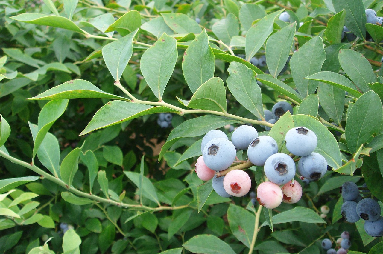 Natural Fruta Hoja - Foto gratis en Pixabay - Pixabay