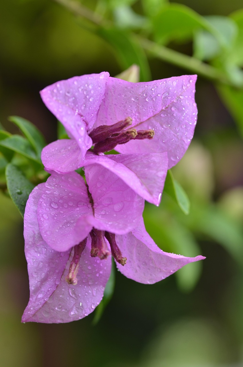Fleur En Plein Air Nature - Photo gratuite sur Pixabay - Pixabay