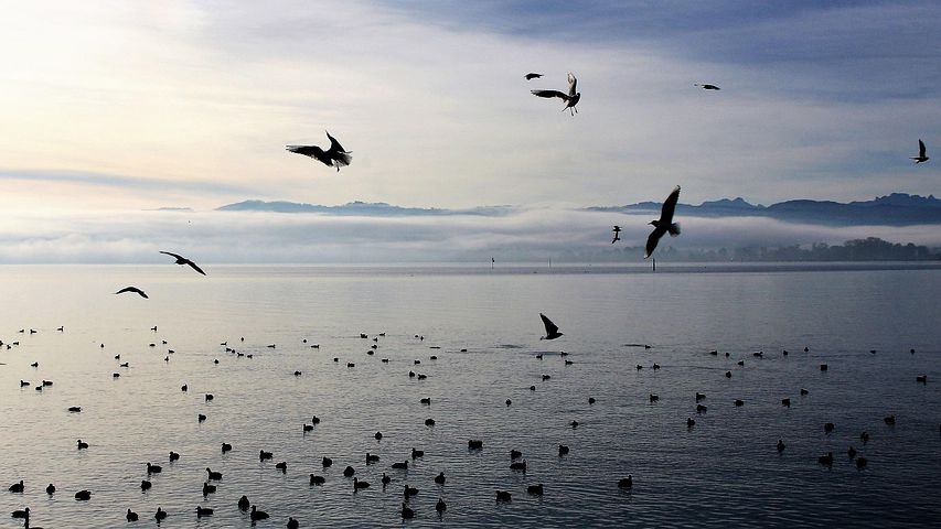 300+ Free Birds In Flight & Bird Images