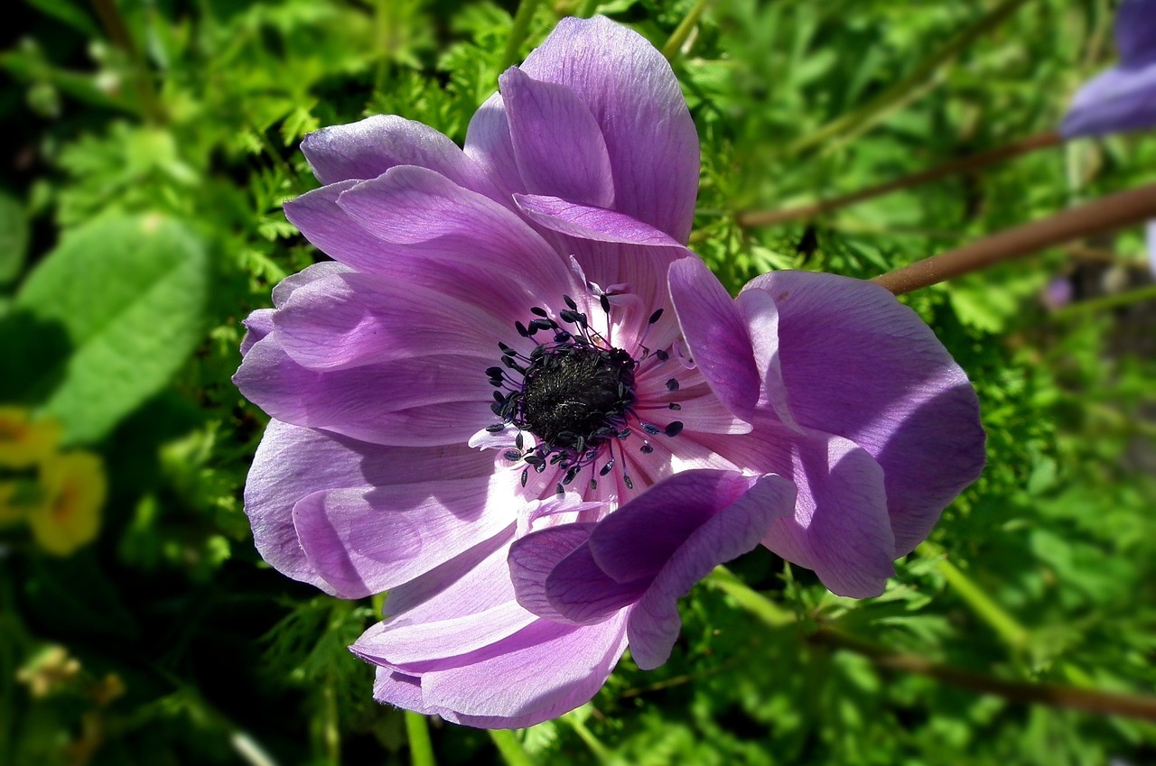 Flor Anémona Planta - Foto gratis en Pixabay - Pixabay