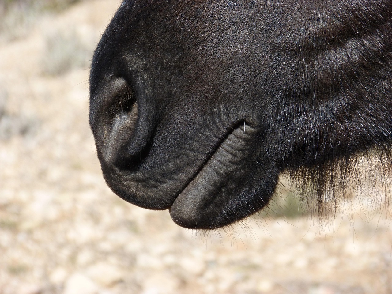 Horse Mouth Snout - Free photo on Pixabay