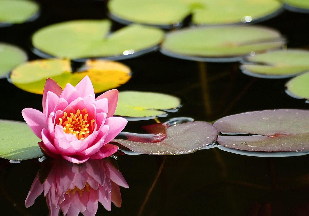 70,000+ Free Flower No Background & Beautiful Flowers Images - Pixabay