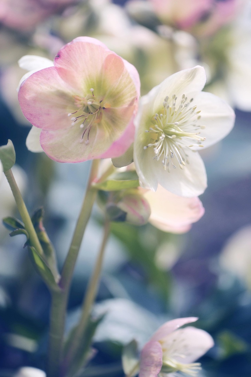 300+ kostenlose Christrose & Schneerose Fotos - Pixabay