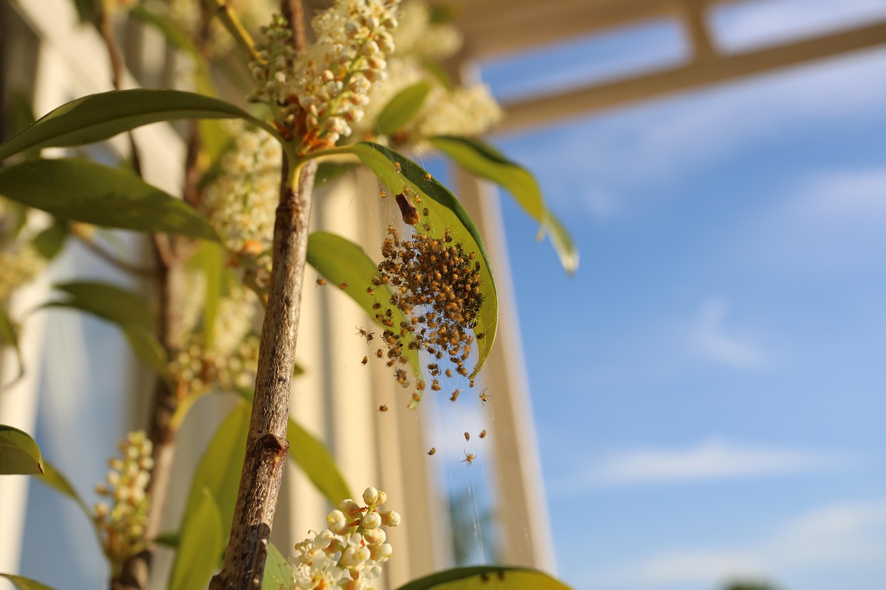30+ Free Spider Babies & Baby Spiders Images - Pixabay