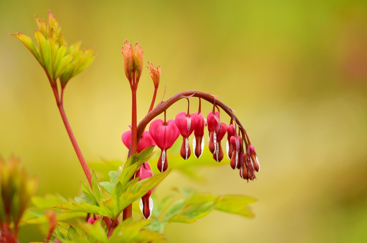 Nature Flower Plant - Free photo on Pixabay