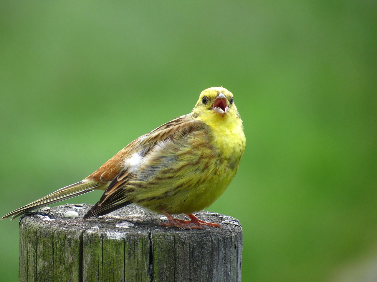 Pájaro Cantando Goldammer - Foto gratis en Pixabay - Pixabay