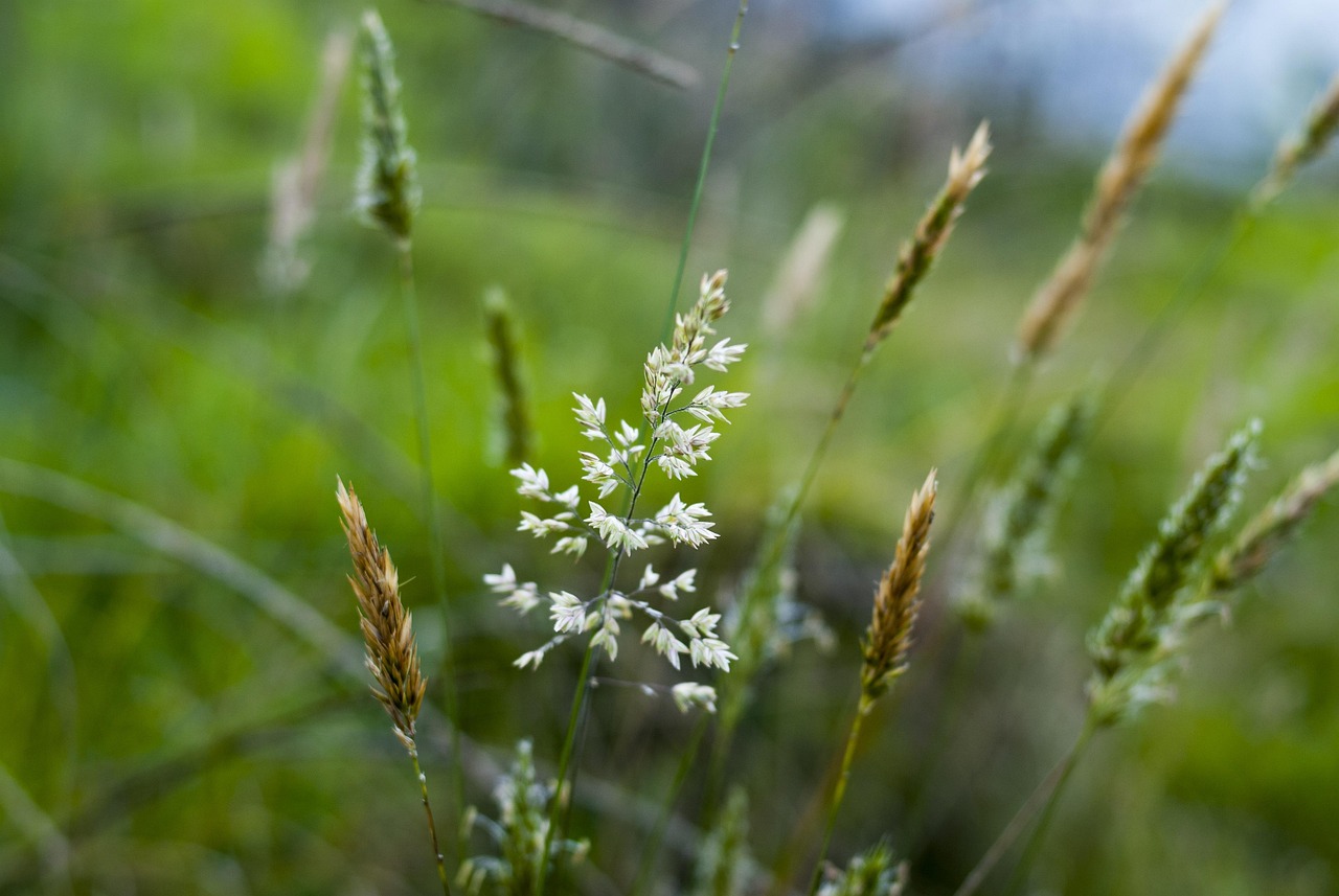 Nature Grass Outdoors - Free photo on Pixabay - Pixabay