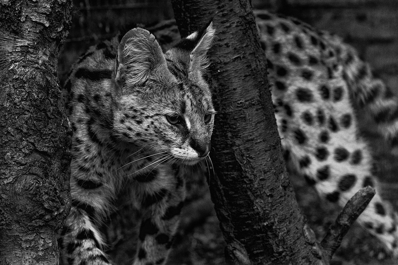 Natuur Kat Dier - Gratis foto op Pixabay - Pixabay
