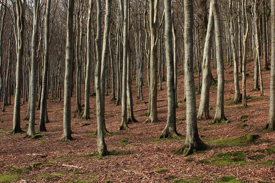 Holz Baum Natur - Kostenloses Foto auf Pixabay - Pixabay