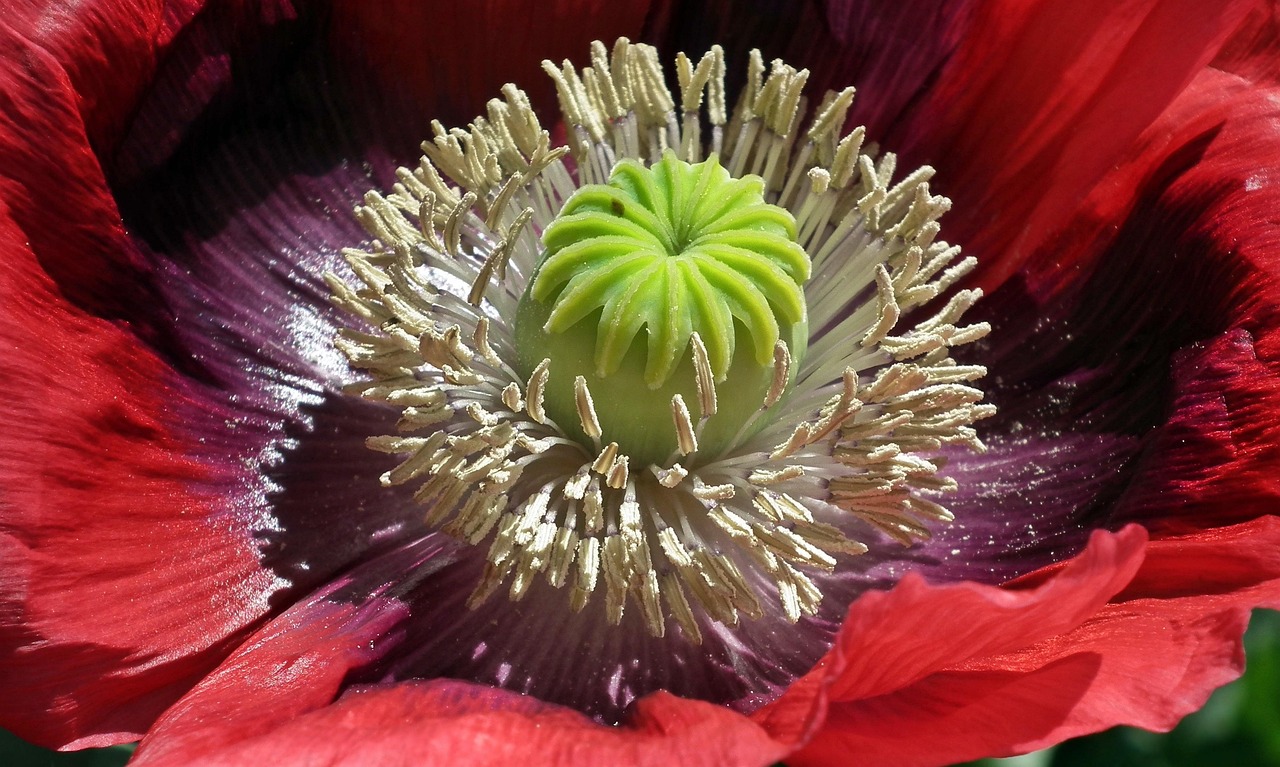 Fleur Le Pavot De Jardin Rouge - Photo gratuite sur Pixabay - Pixabay