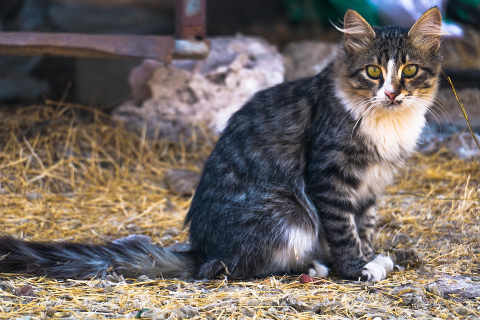 Animal Bonitinho Mamífero - Foto gratuita no Pixabay - Pixabay