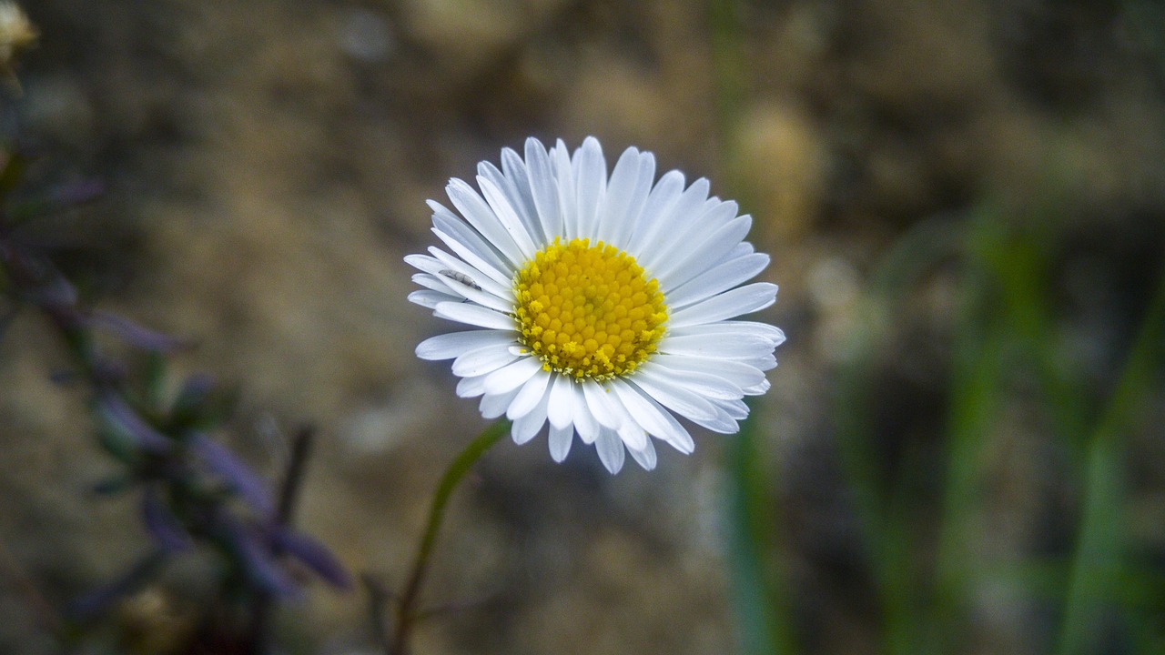 Natur Pflanze Blume - Kostenloses Foto auf Pixabay