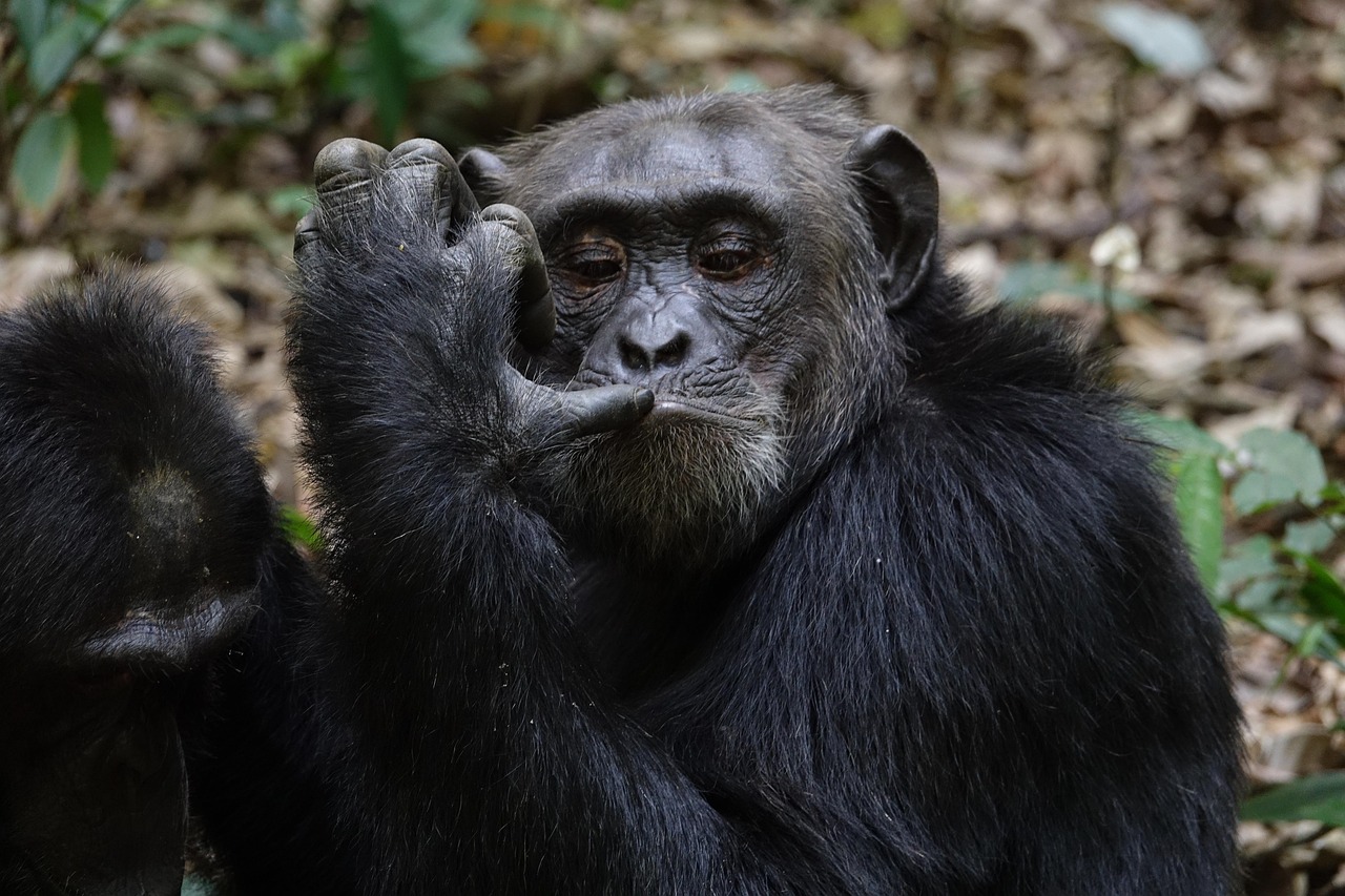 Mammal Wildlife Primate - Free photo on Pixabay - Pixabay
