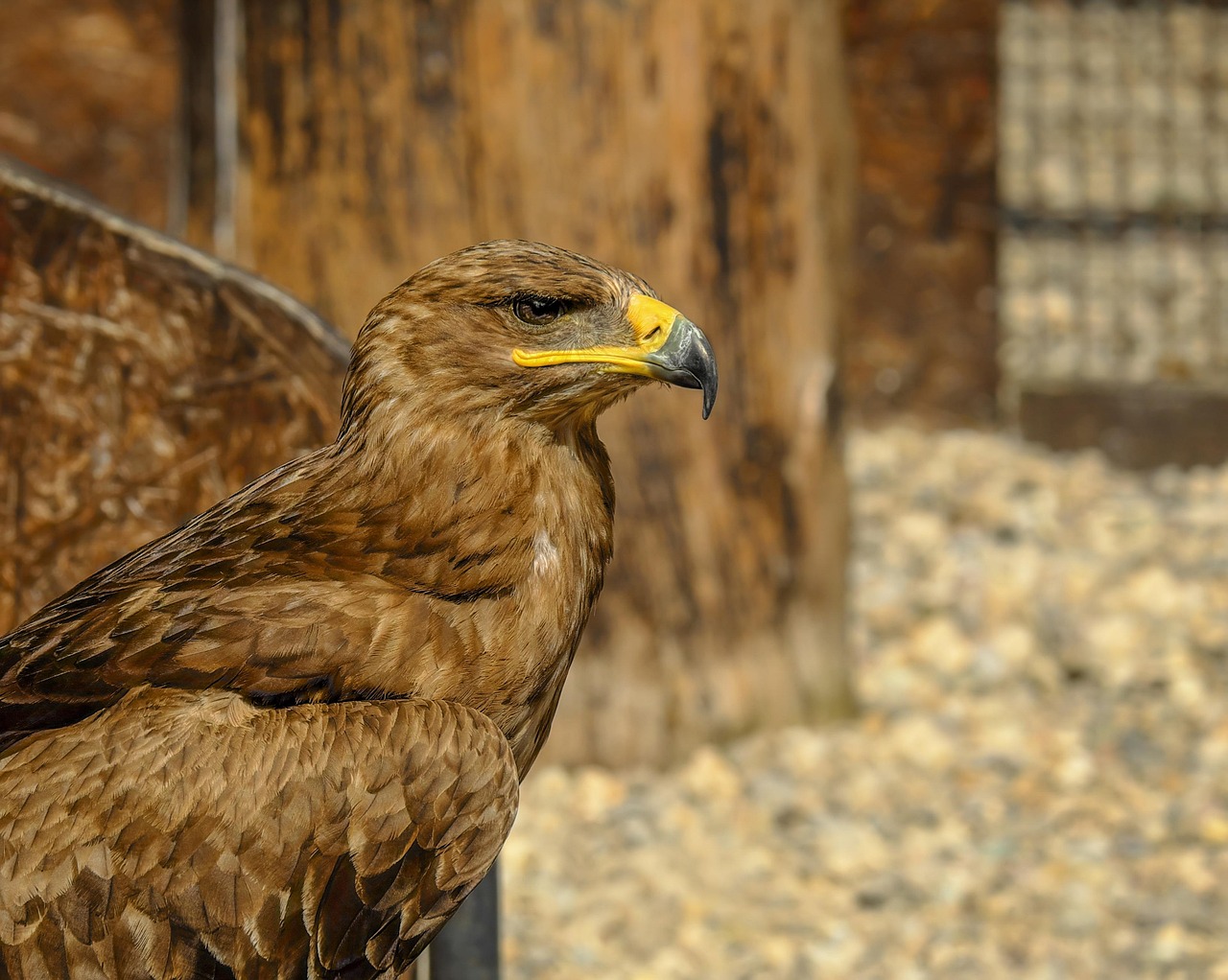 Of Prey Eagle Savannah - Free photo on Pixabay - Pixabay