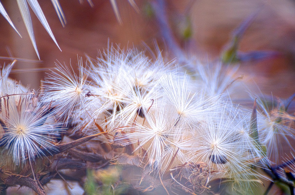 Nature Flora Flower - Free photo on Pixabay