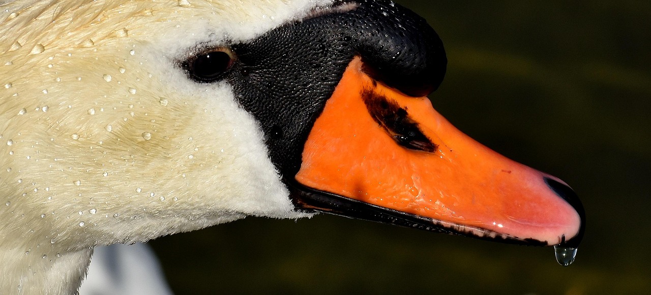 Swan Water Bird Nature - Free photo on Pixabay - Pixabay