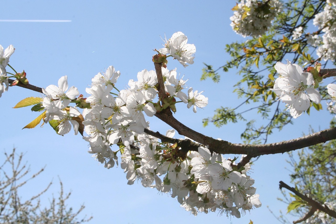 Cherry Blossom Tree Flower - Free photo on Pixabay - Pixabay