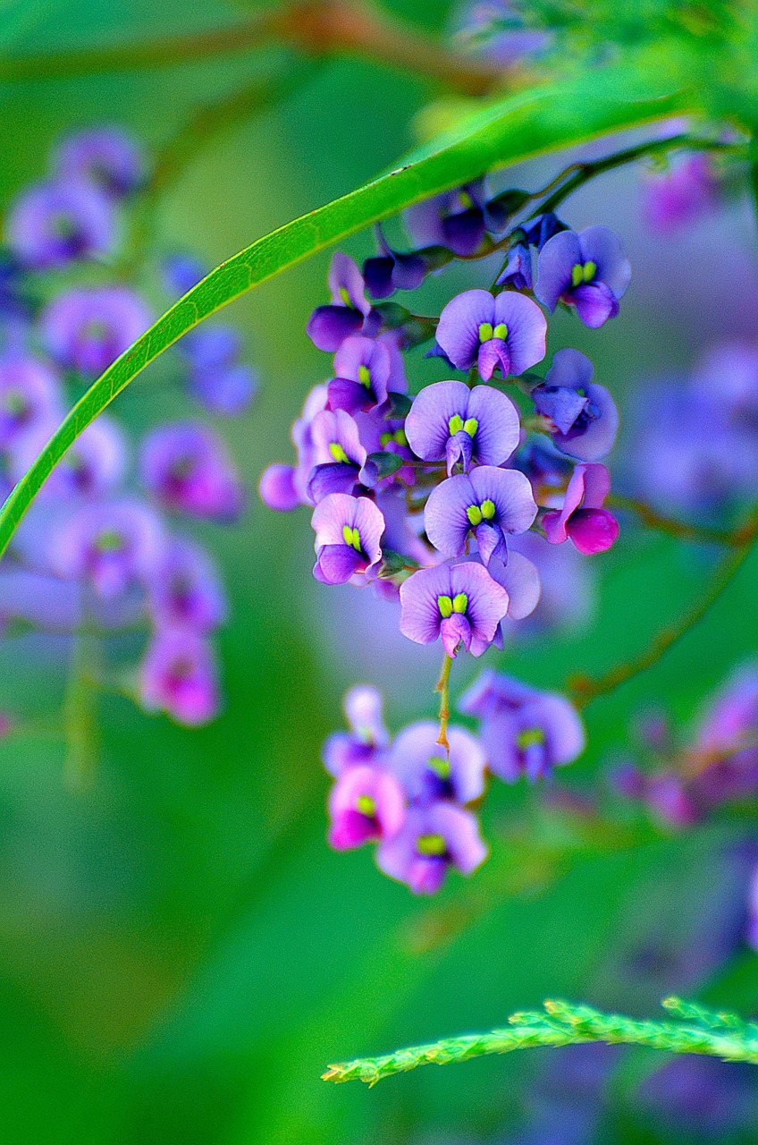 Nature Flora Flower - Free photo on Pixabay - Pixabay