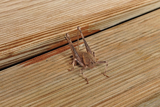 Saltamontes Animal Insecto - Foto gratis en Pixabay - Pixabay