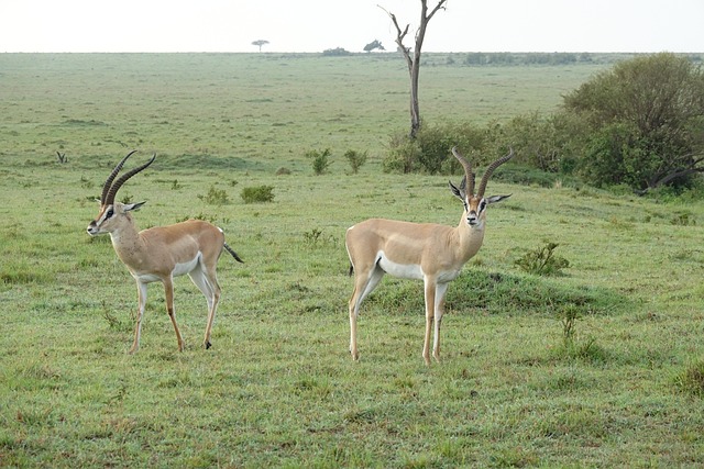 Antilope Faune Mammifère - Photo gratuite sur Pixabay - Pixabay