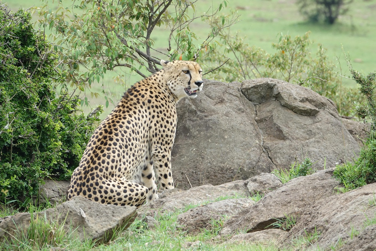 Natureza Animais Selvagens Ao Ar - Foto gratuita no Pixabay - Pixabay