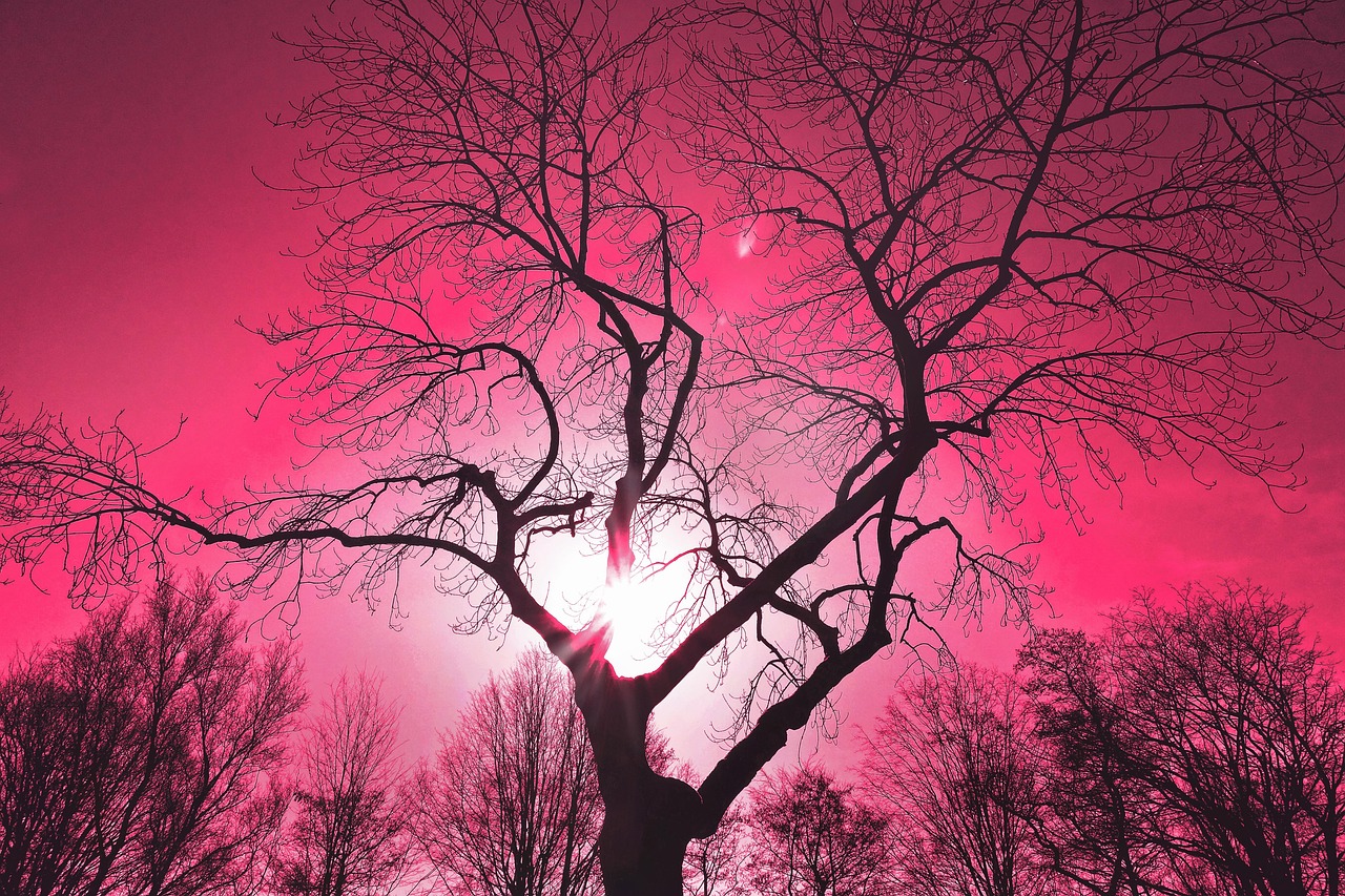 200,000+ Free Pink Sunrise & Sunrise Images - Pixabay