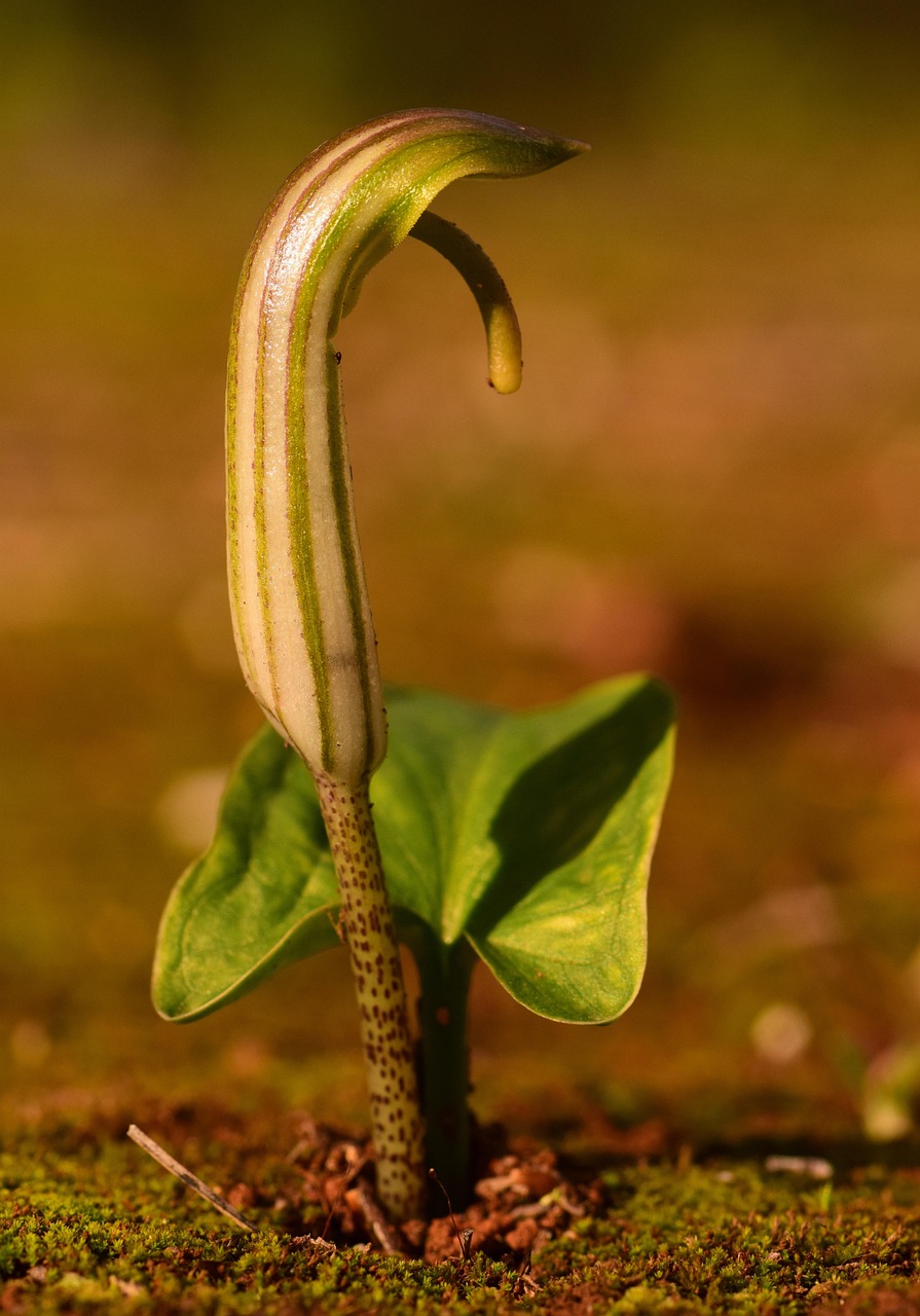 40+ Free Fire Lily & Flower Photos - Pixabay