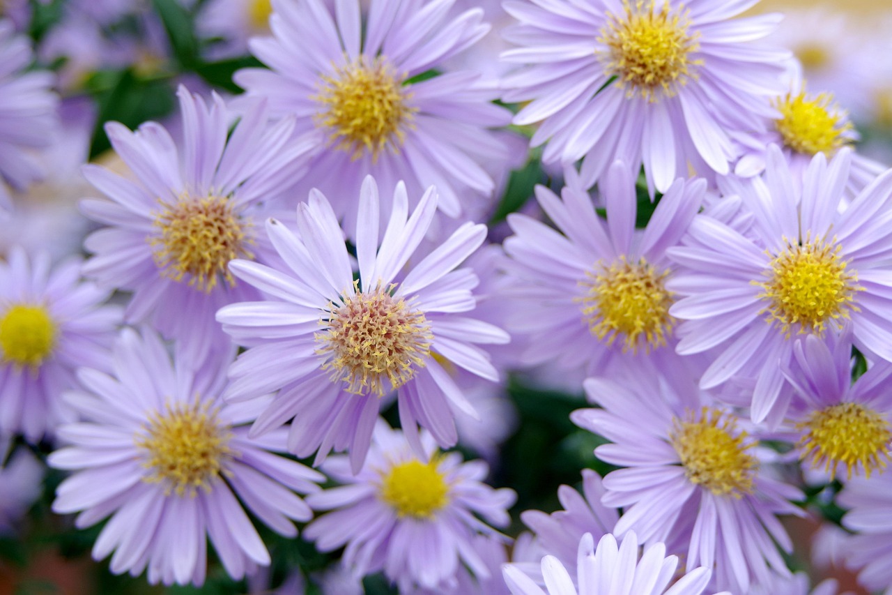 Flowers Violet Nature - Free photo on Pixabay - Pixabay