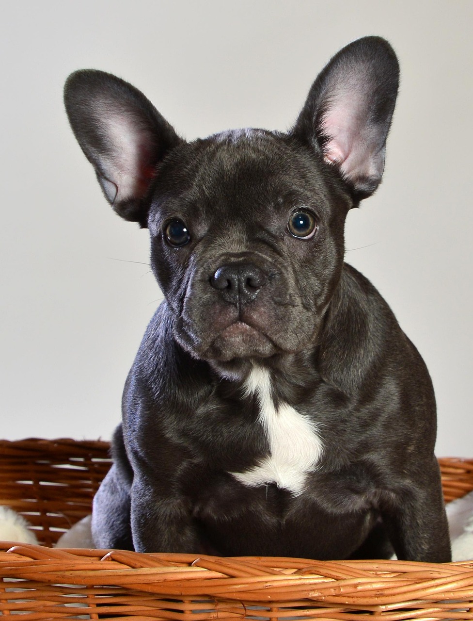 300,000+ Free Hd Wallpaper French Bulldog & French Bulldog Images - Pixabay