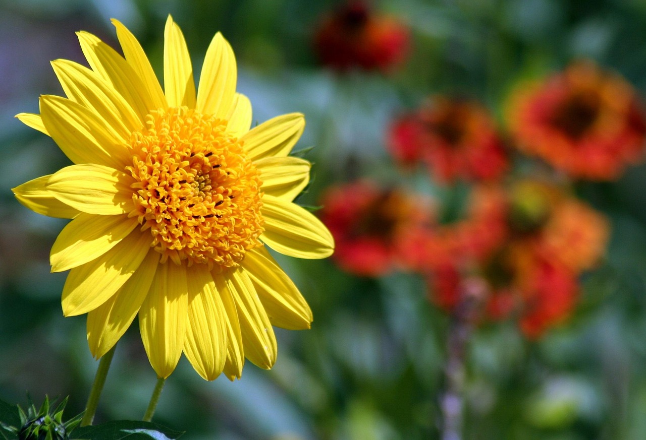 Natur Blume Flora - Kostenloses Foto auf Pixabay - Pixabay