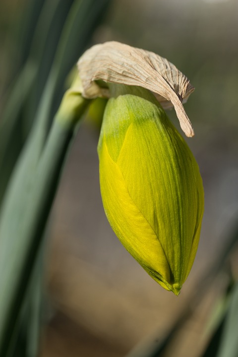 Nature Outside Plant - Free photo on Pixabay