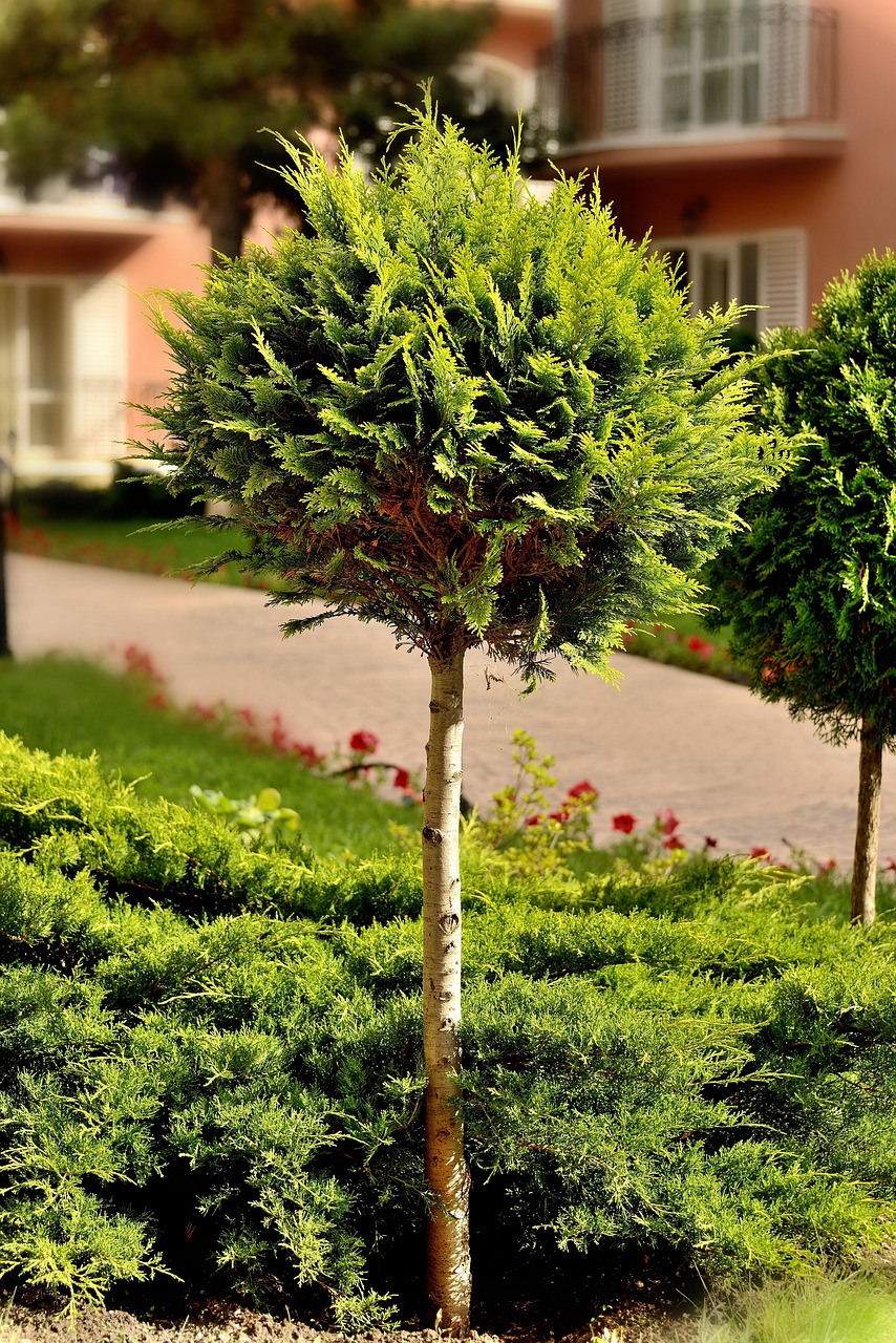 Arbre La Nature Plante - Photo gratuite sur Pixabay - Pixabay