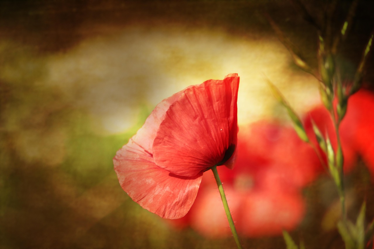 Meer dan 400 gratis afbeeldingen van Veldbloemen en Natuur - Pixabay