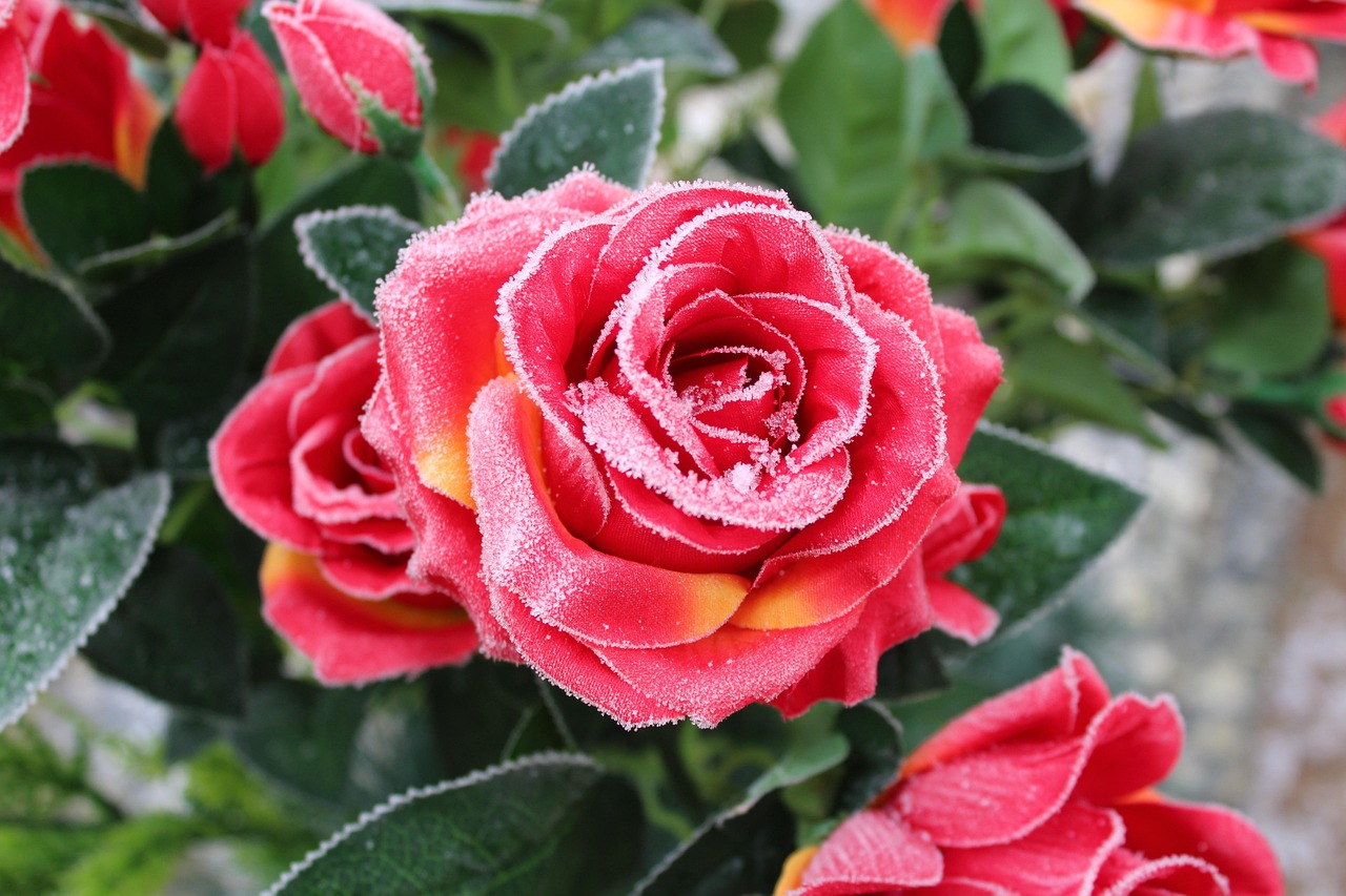 300,000+ Free Frosty Landscape & Frosty Images - Pixabay
