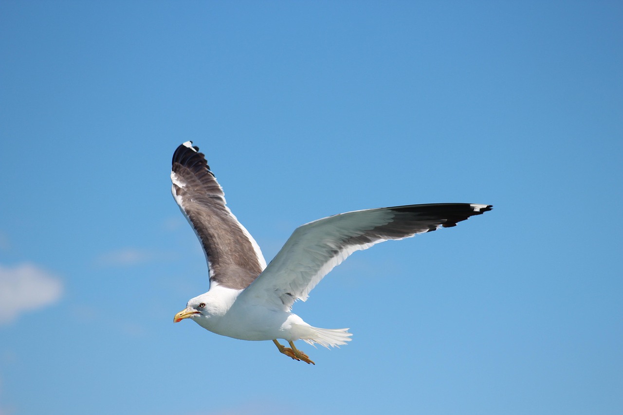 500+ Free Soar & Soaring Images - Pixabay