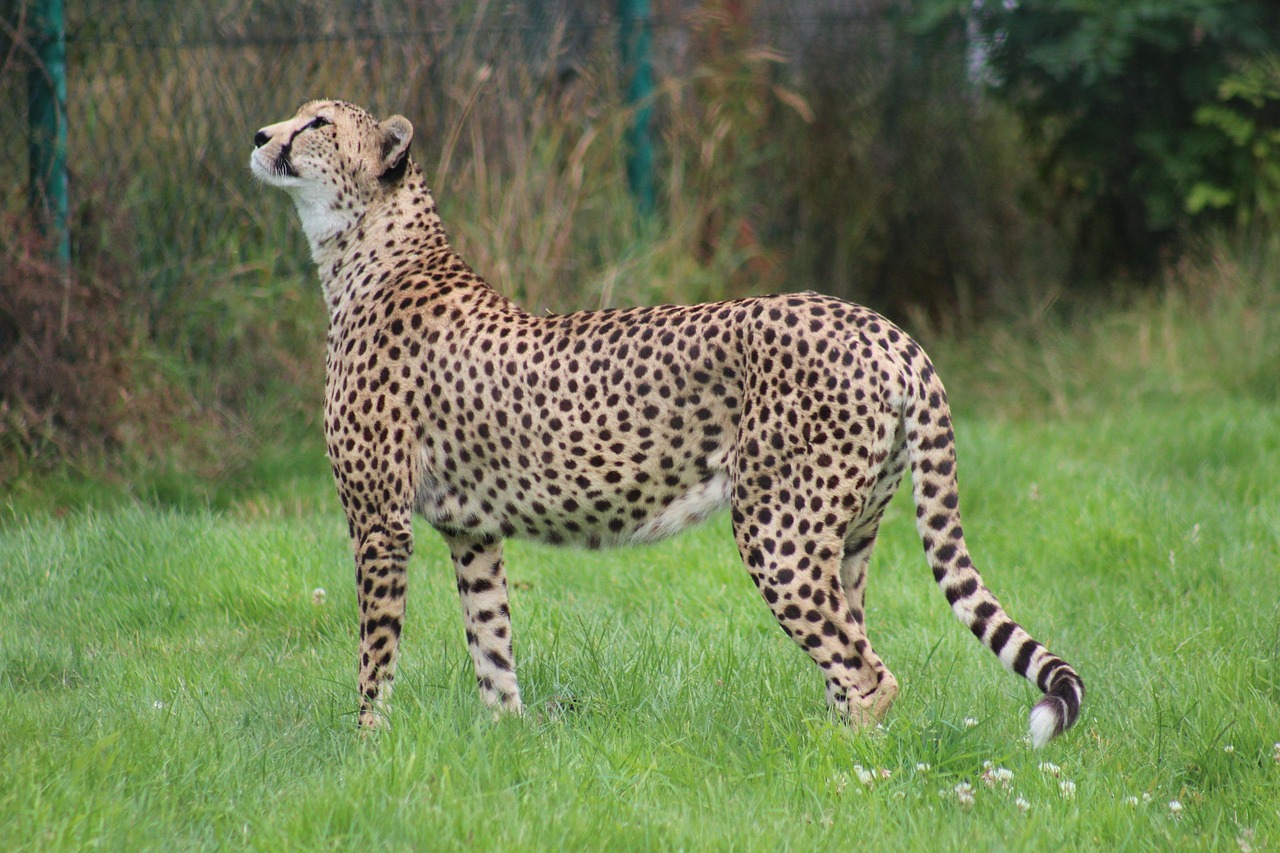 Fauna Silvestre Mamífero - Foto gratis en Pixabay