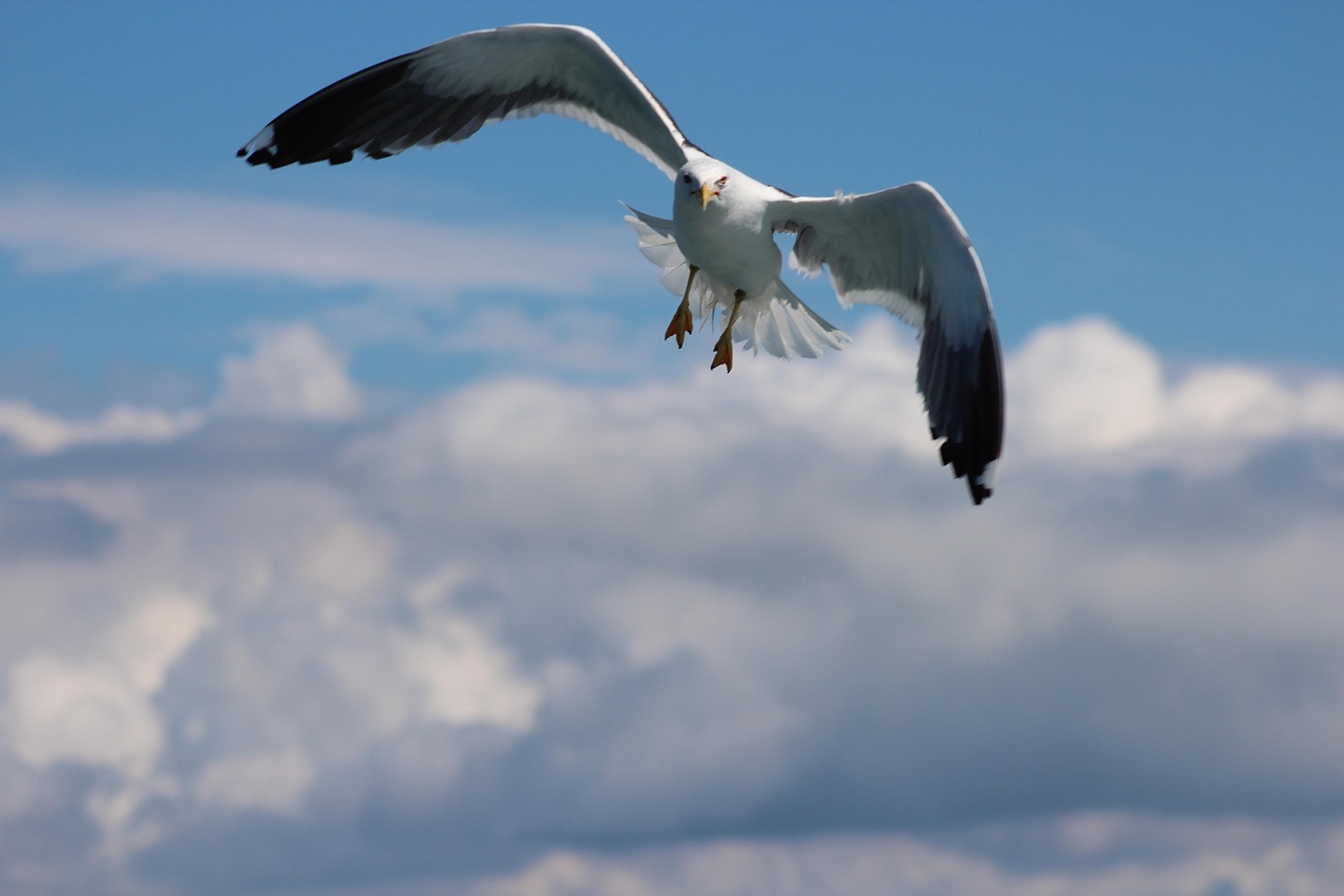 Bird Nature Sky - Free photo on Pixabay