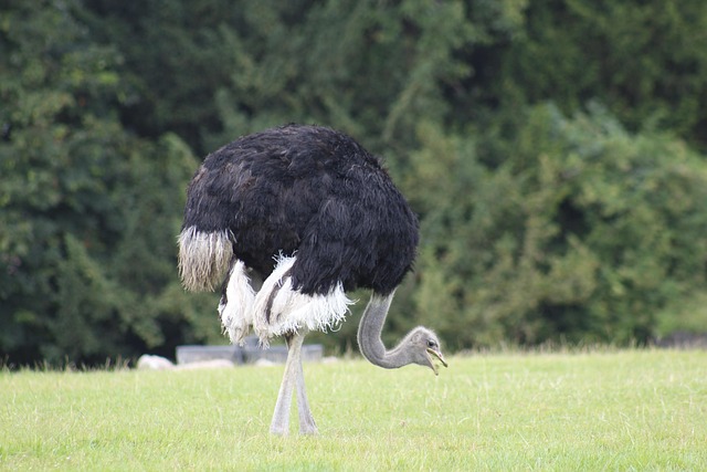 Nature Animal Wildlife - Free photo on Pixabay
