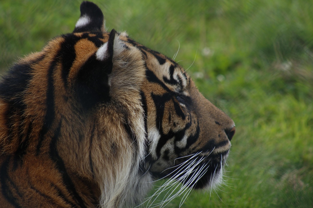 Animais Selvagens Animal Natureza - Foto gratuita no Pixabay - Pixabay
