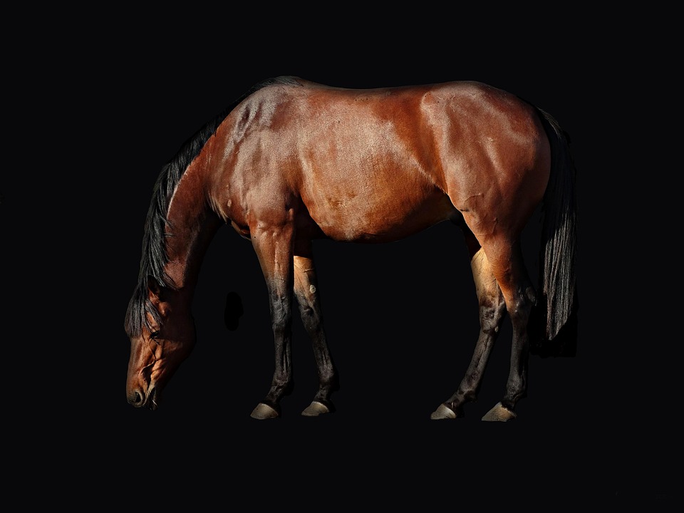 Caballo Mamífero Caballería - Foto gratis en Pixabay