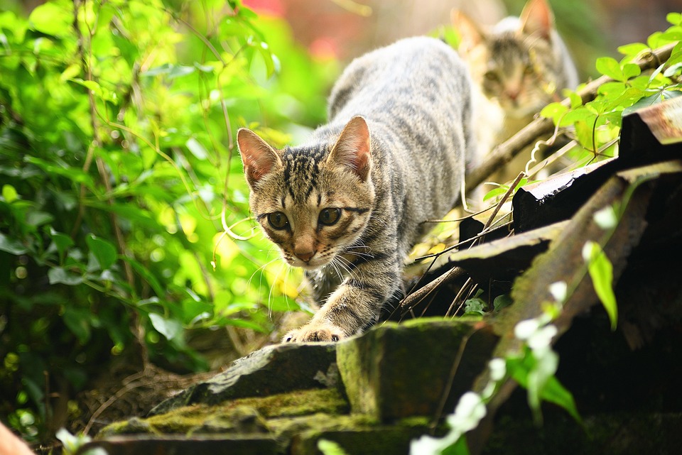 Nature Animal Cute - Free photo on Pixabay - Pixabay