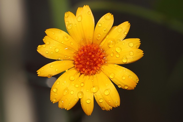 70,000+ Free Flower No Background & Beautiful Flowers Images - Pixabay