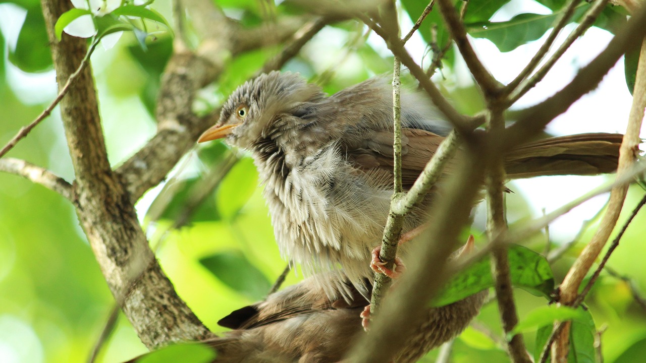 Fauna Silvestre Naturaleza Árbol - Foto gratis en Pixabay - Pixabay